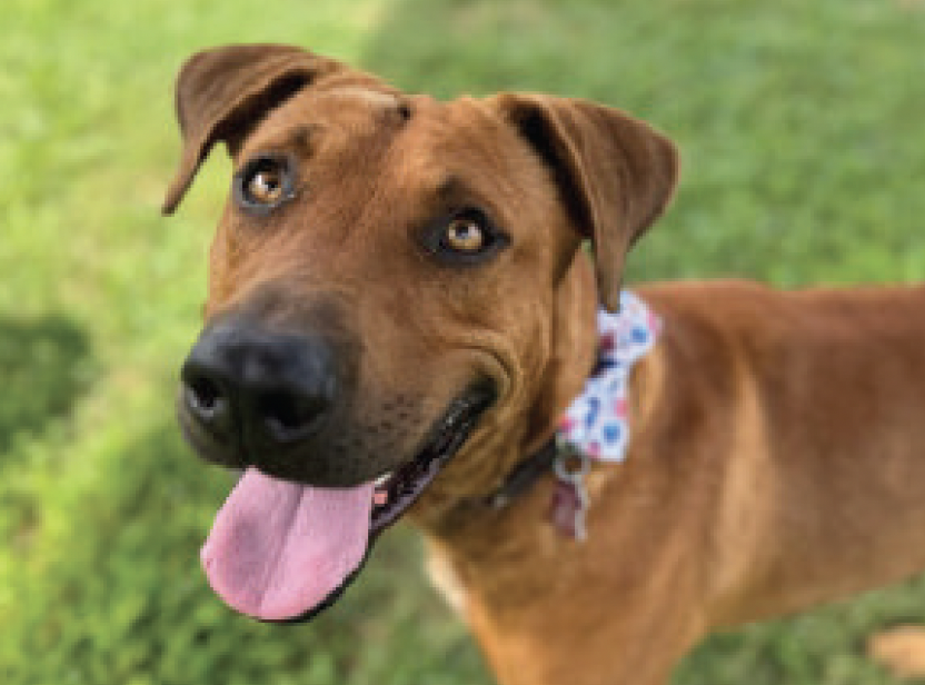 King: Maui Humane Society’s Pet of the Week | News, Sports, Jobs - Maui ...